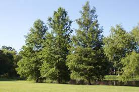 Different Types of Trees - Ewing Tree Service